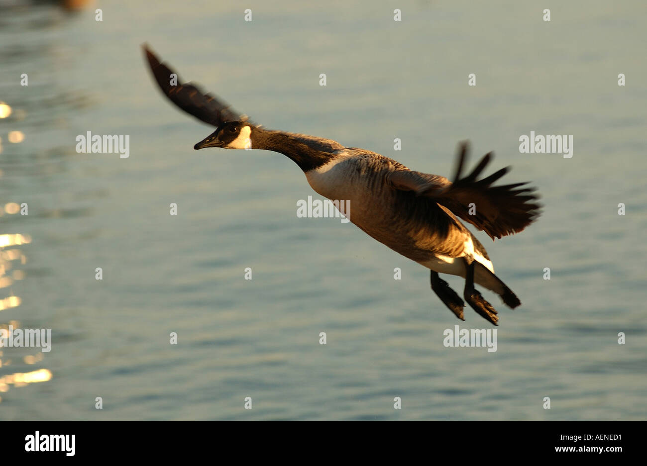 Ducks in chicago hi-res stock photography and images - Alamy