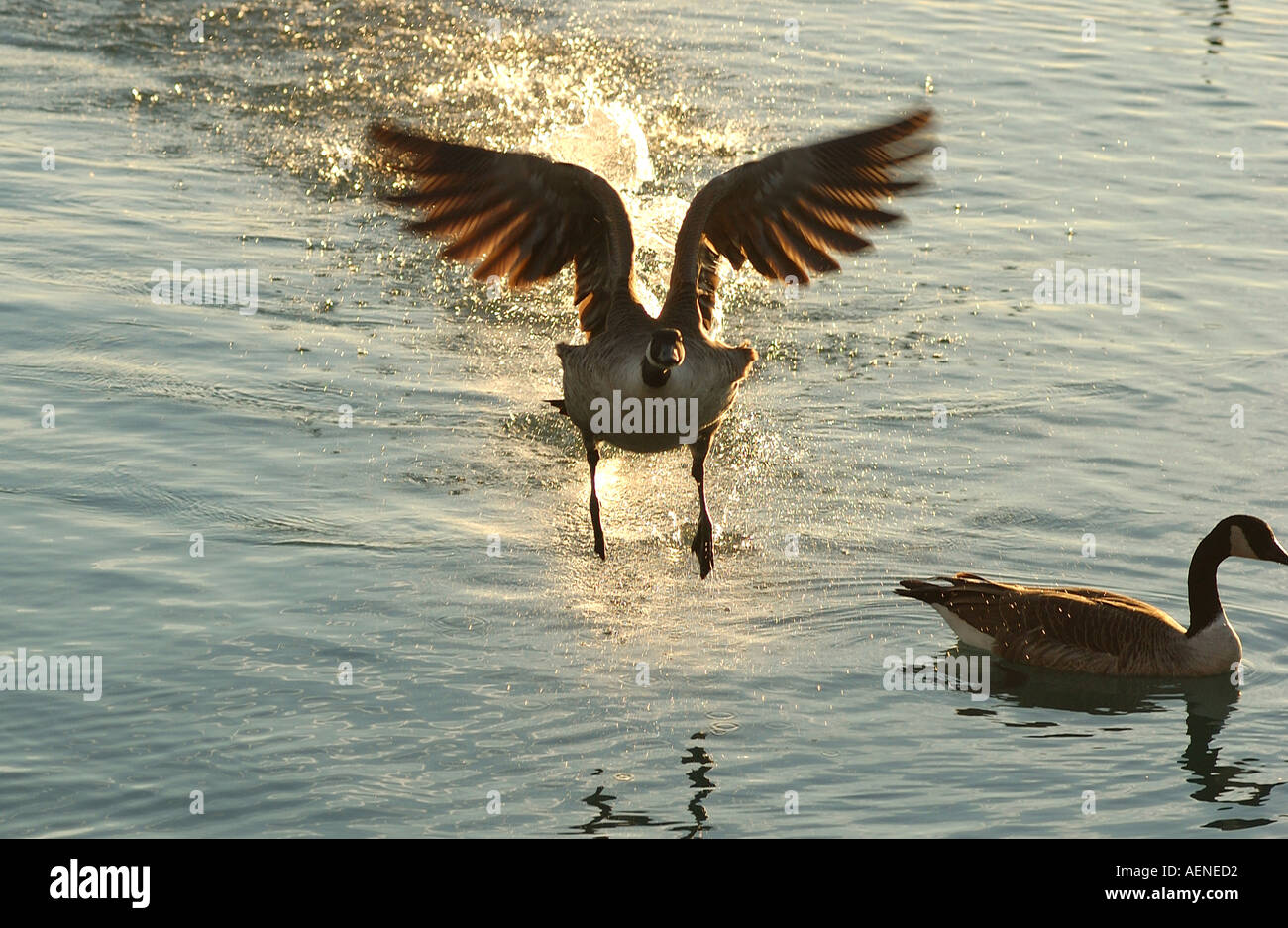 Ducks in chicago hi-res stock photography and images - Alamy
