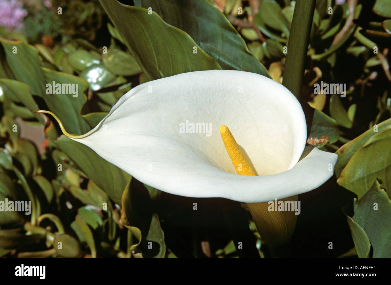 Arum Lily in a garden, Peru Stock Photo - Alamy