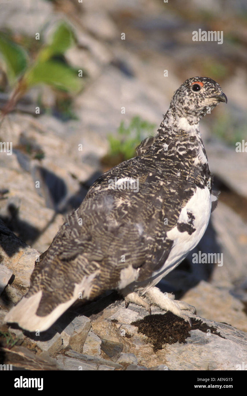 white tailed ptarmigan Lagopus leucurus in Kenai Fjords National Park ...