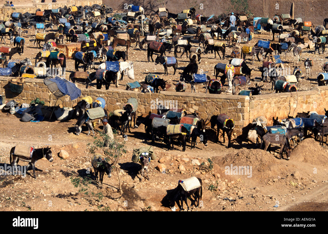 Pack mules hi-res stock photography and images - Alamy