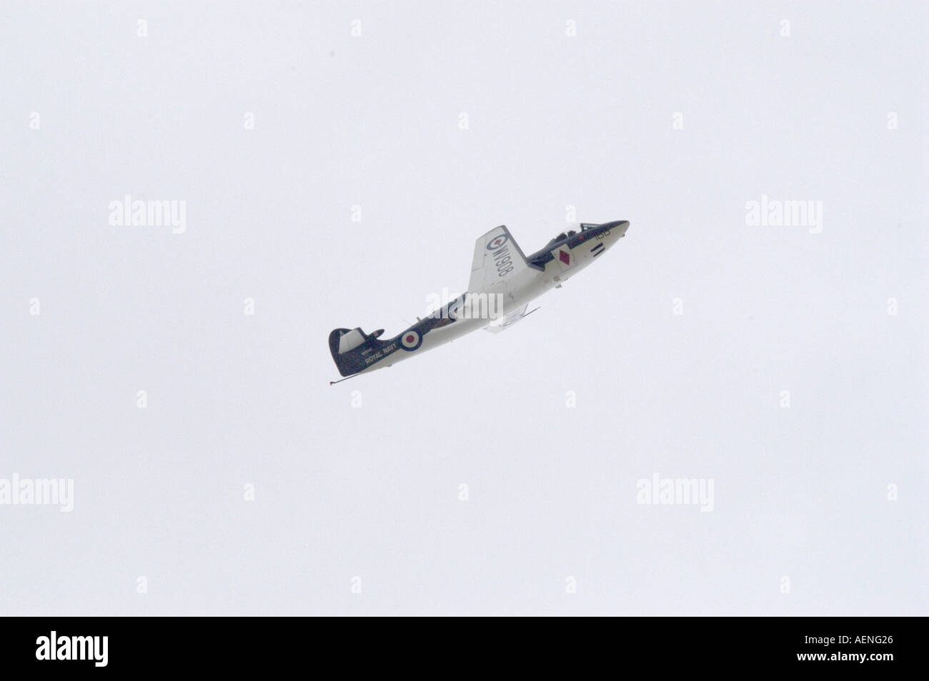 Sea hawk in flight Stock Photo - Alamy