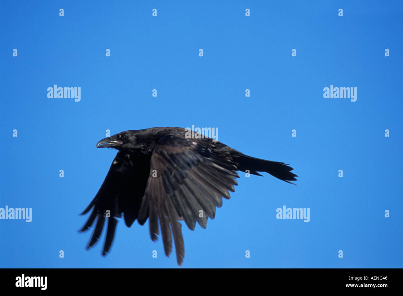 Alaska common raven bird hi-res stock photography and images - Alamy