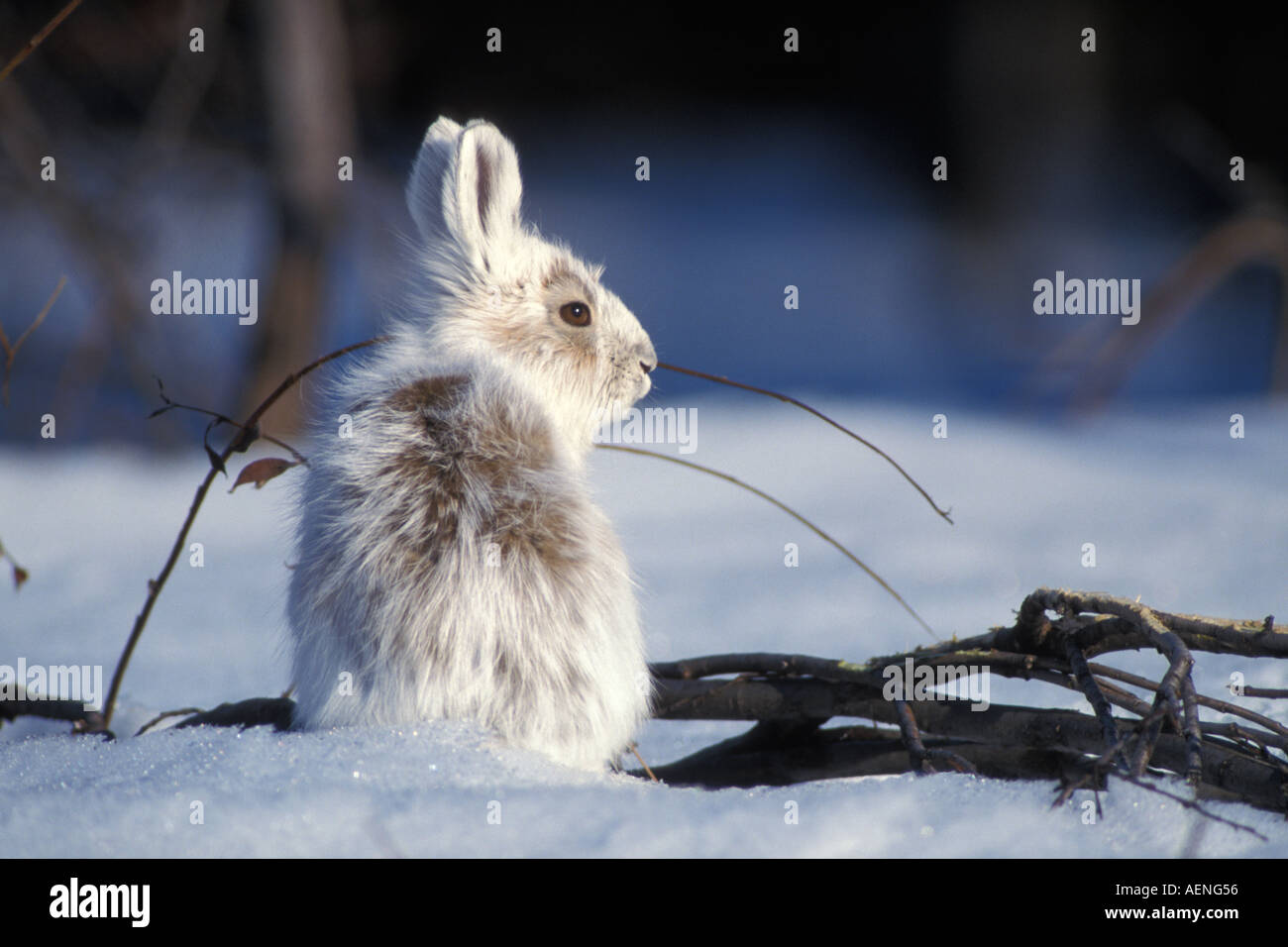 Arctic hare alaska hi-res stock photography and images - Alamy