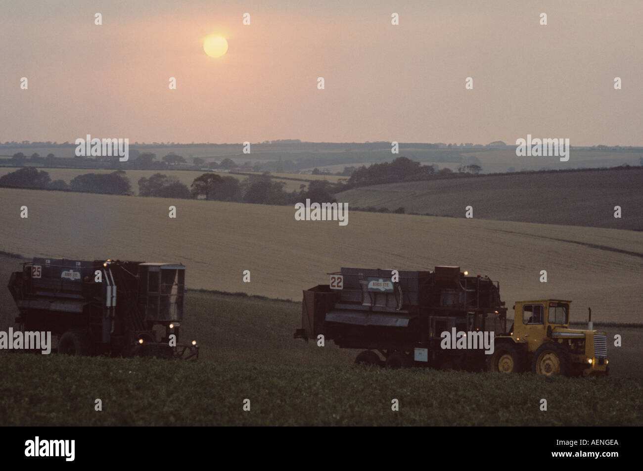 Pea harvesting in the rolling countryside near Grimsby Lincolnshire ...