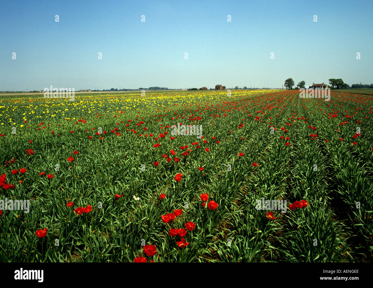 Spalding tulips hi-res stock photography and images - Alamy