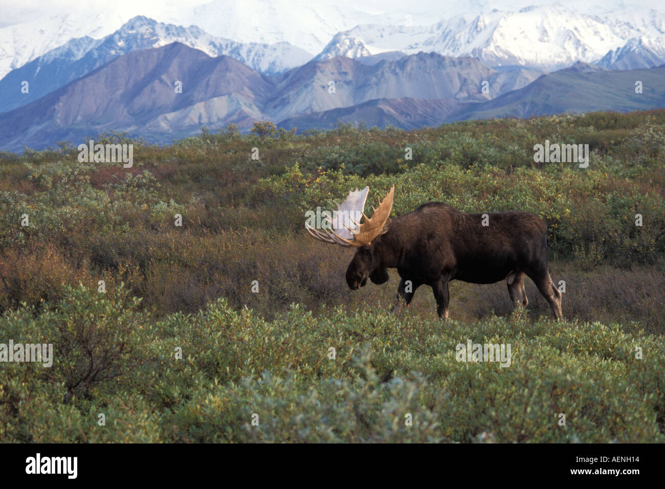 bull moose Alces alces in Denali National Park Alaska Stock Photo - Alamy
