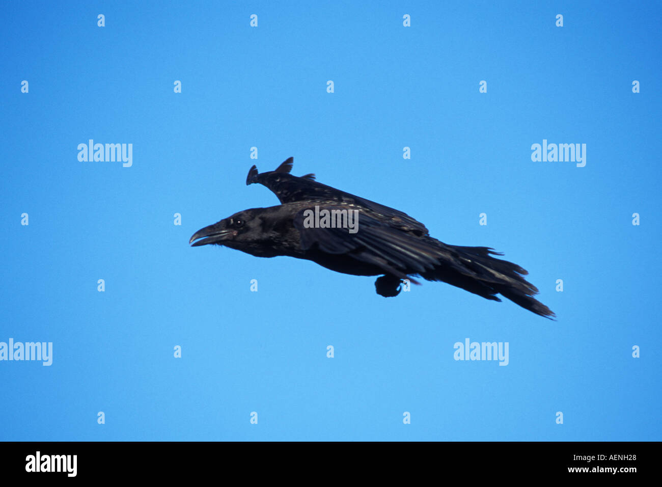 Alaska common raven bird hi-res stock photography and images - Alamy