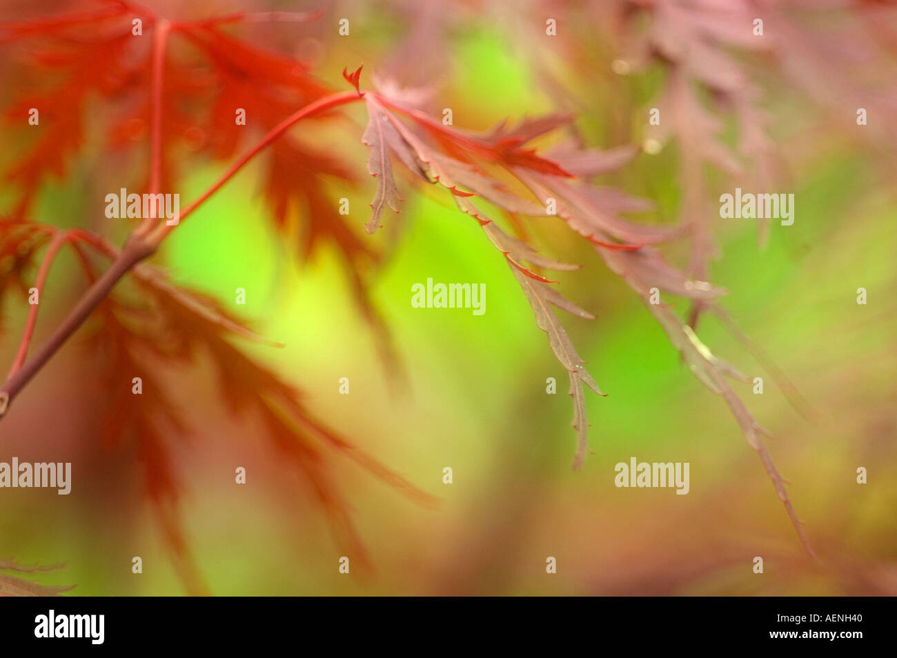 Japanese Maple Background Stock Photo - Alamy