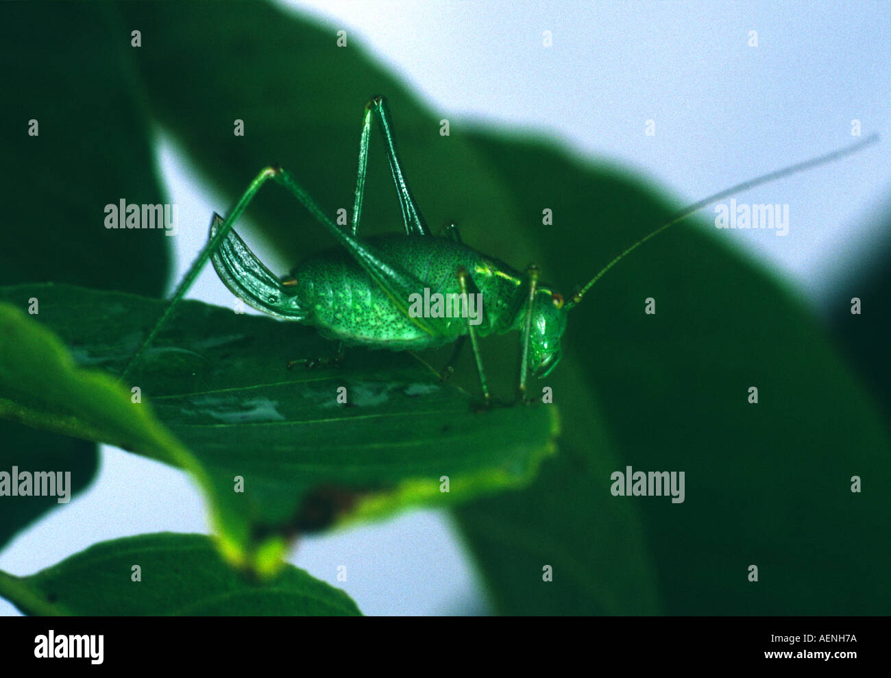 Great green bush cricket uk hi-res stock photography and images - Alamy