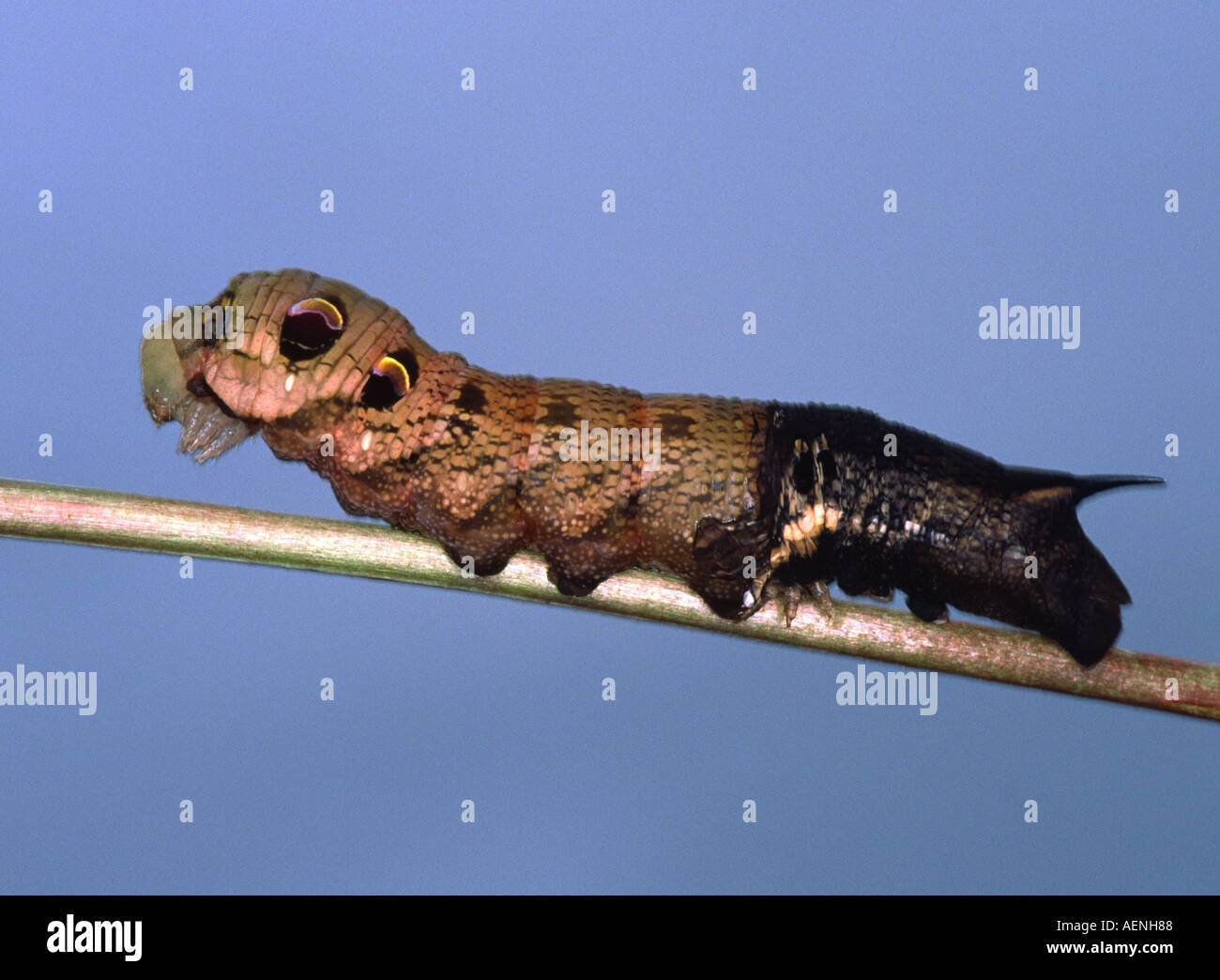 Hawk moth caterpillar snake hi-res stock photography and images - Alamy