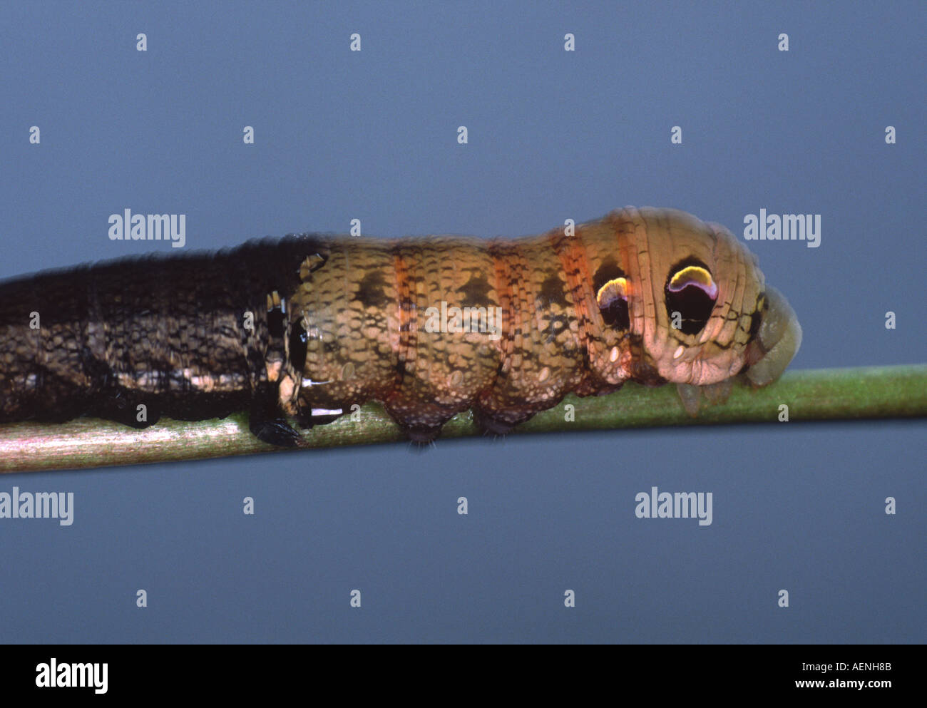 Dead moth grub hi-res stock photography and images - Alamy