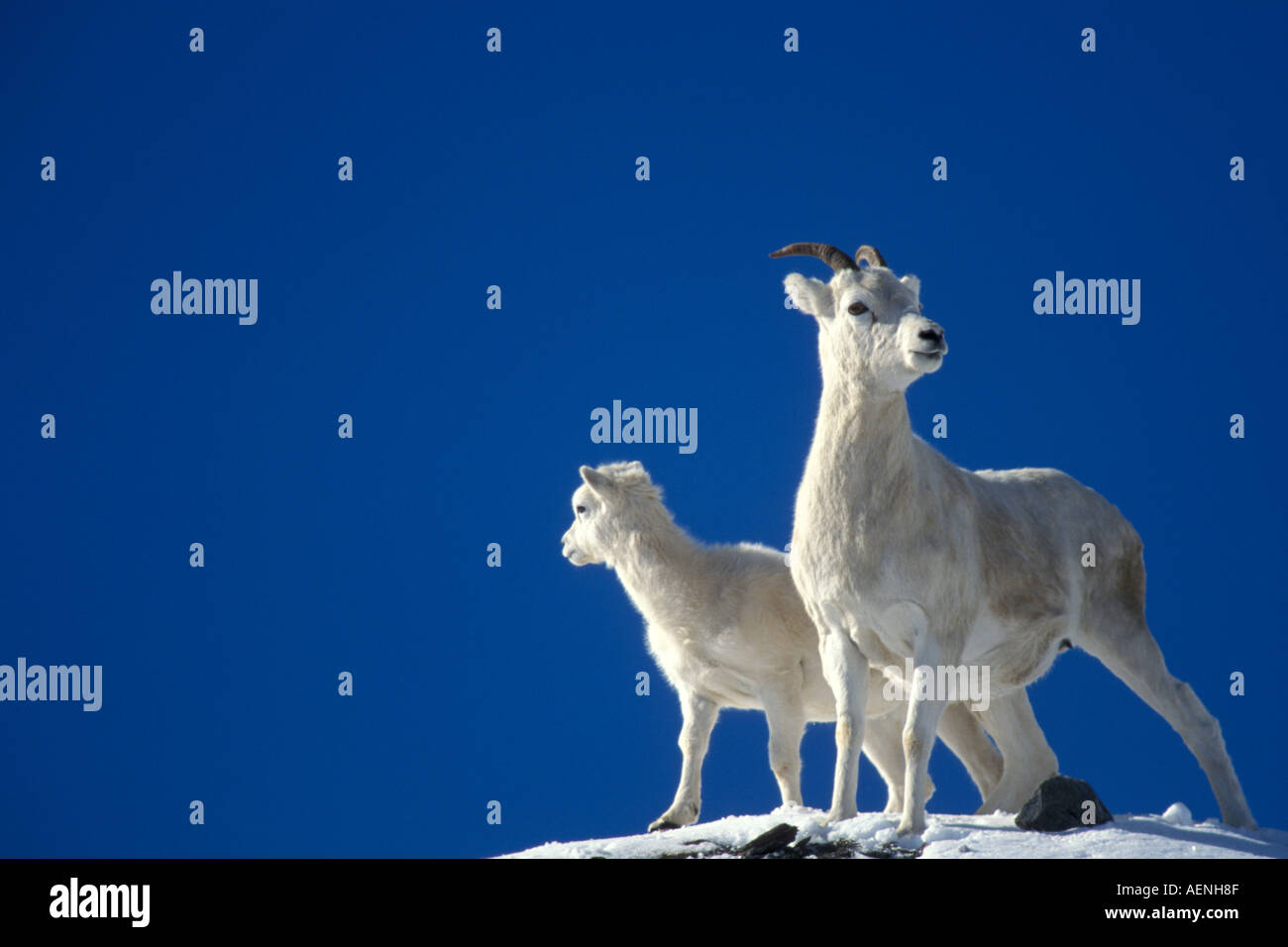 dall sheep Ovis dalli ewe and lamb in the Brooks Range Alaska Stock ...