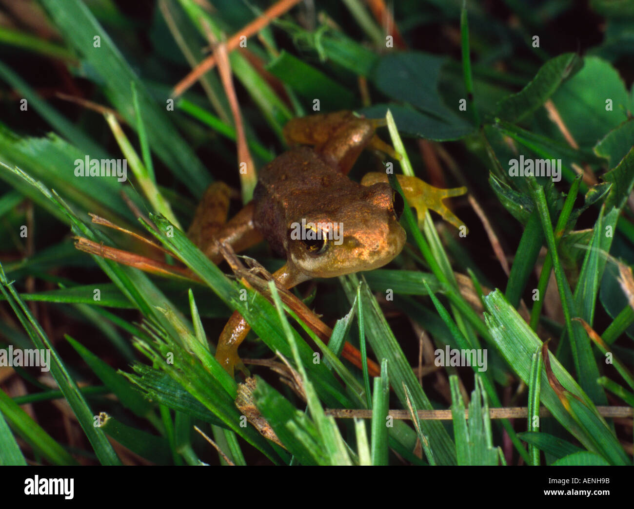 Young common frog Stock Photo - Alamy