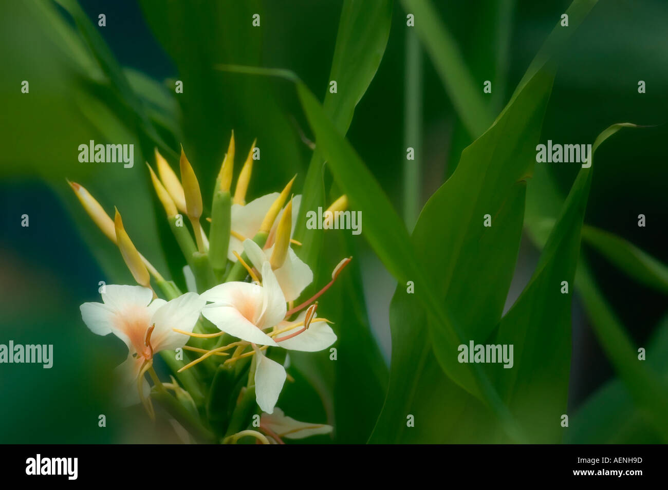 Garland ginger lily hi-res stock photography and images - Alamy
