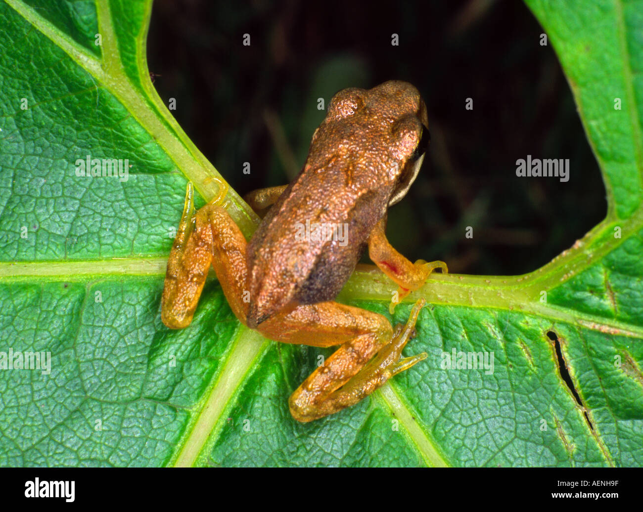 Young common frog hi-res stock photography and images - Alamy