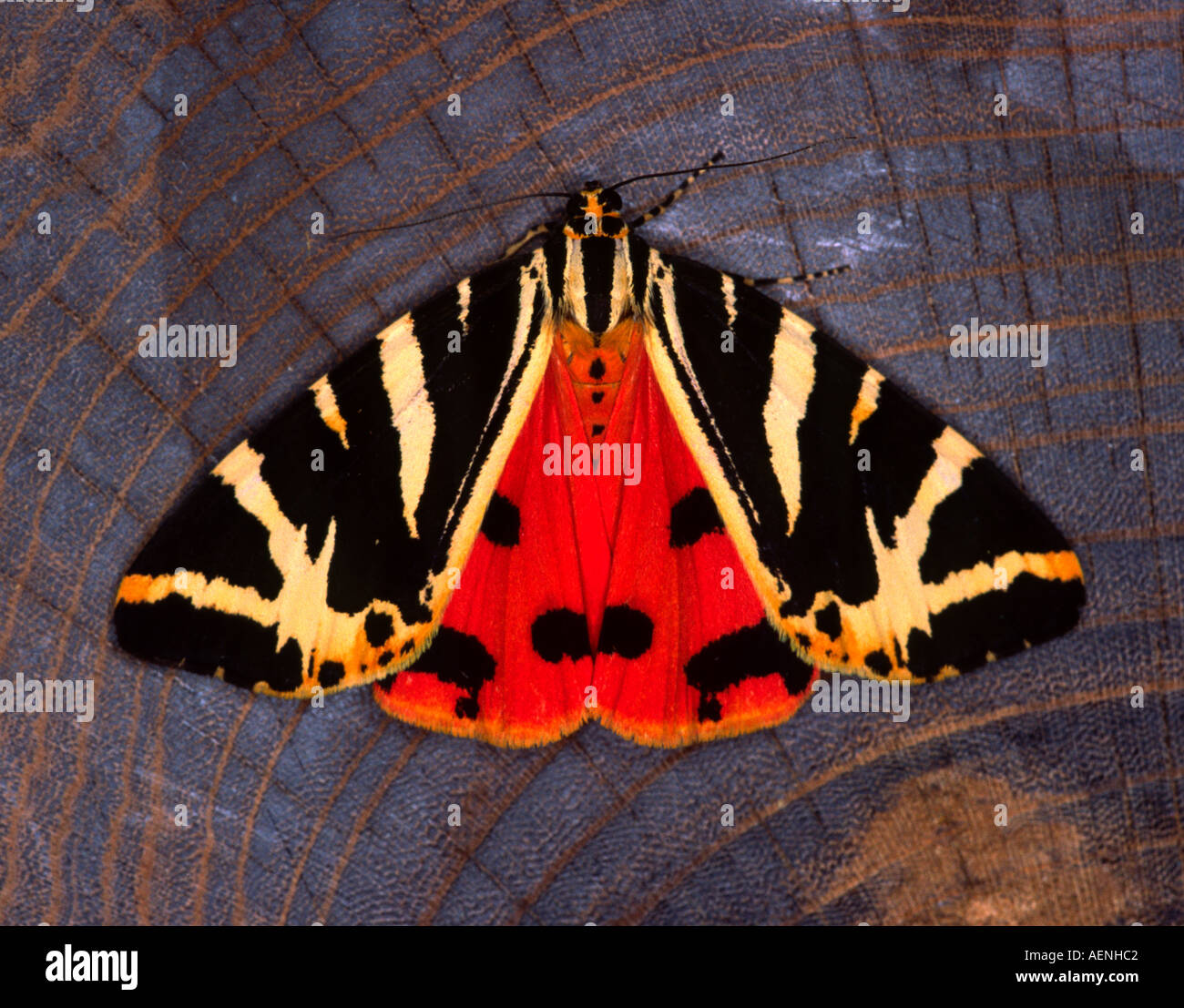 Jersey Tiger moth Stock Photo - Alamy