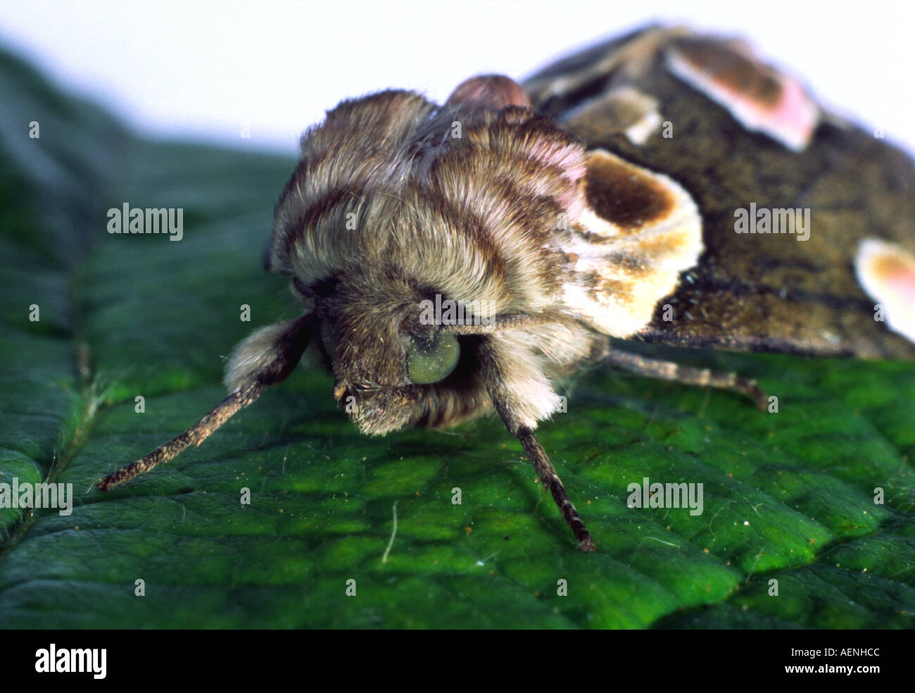 Peach Blossom moth Stock Photo - Alamy