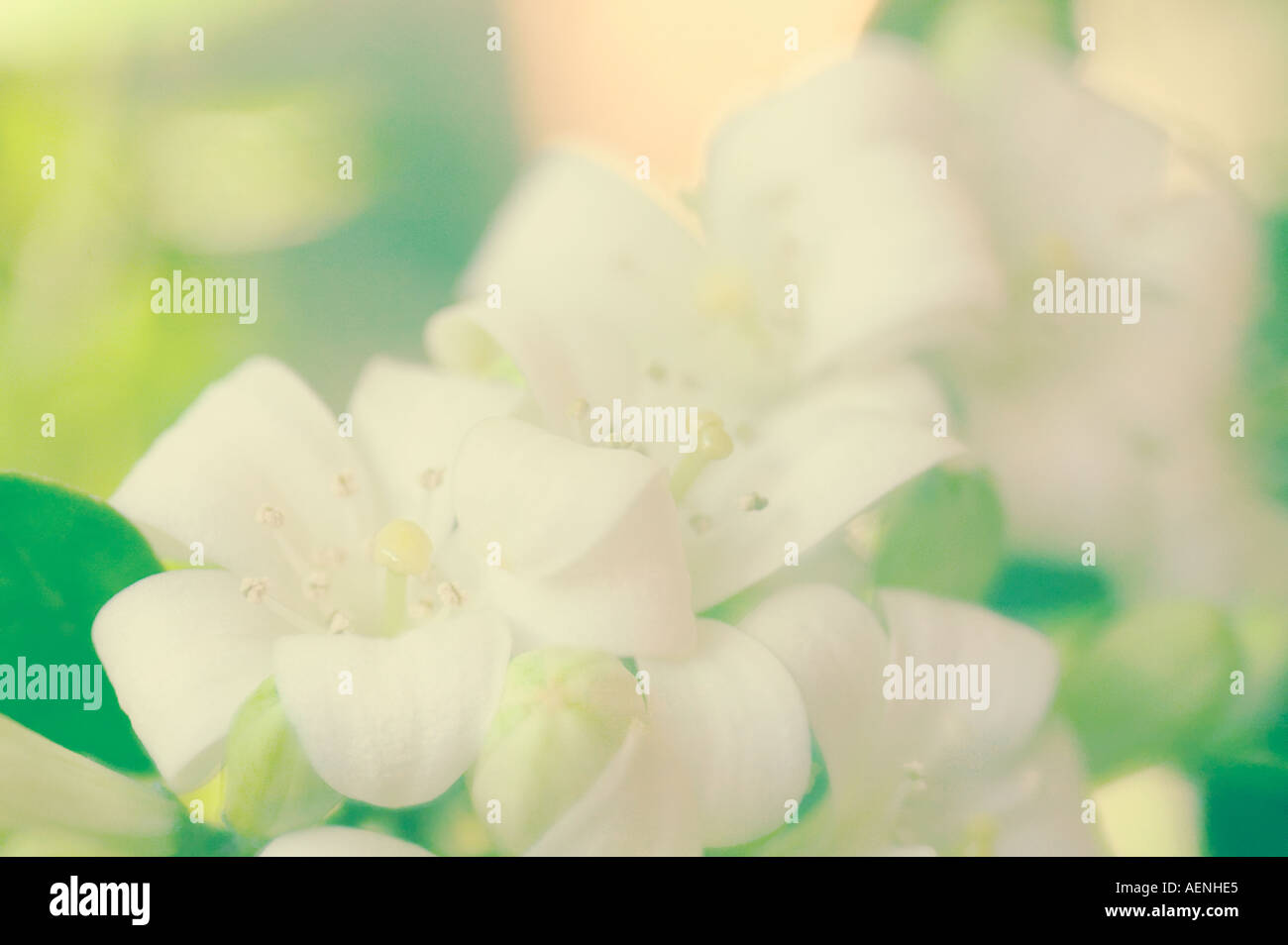 Orange jasmine Murraya paniculata Stock Photo - Alamy