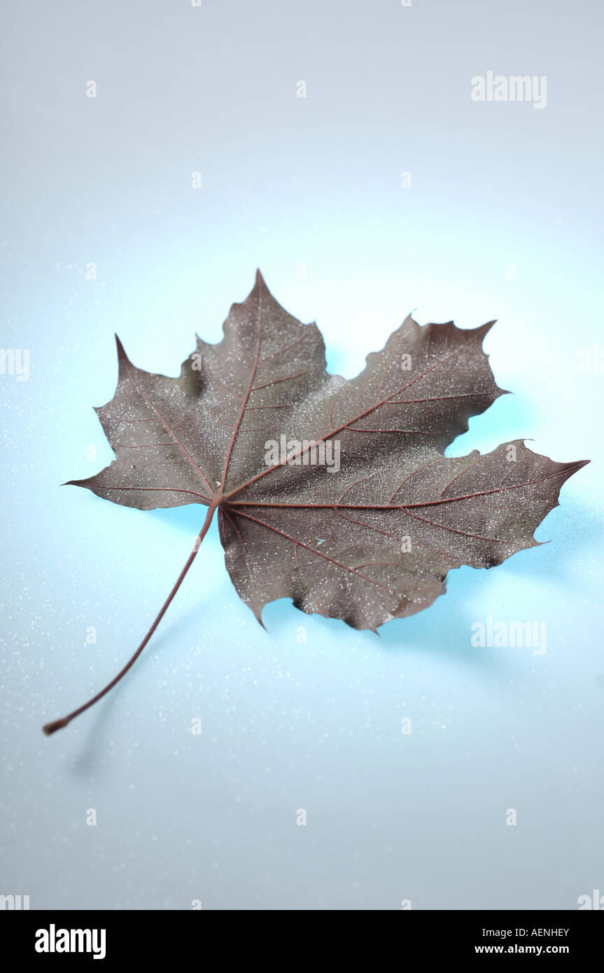 A photo of a maple leaf Stock Photo - Alamy