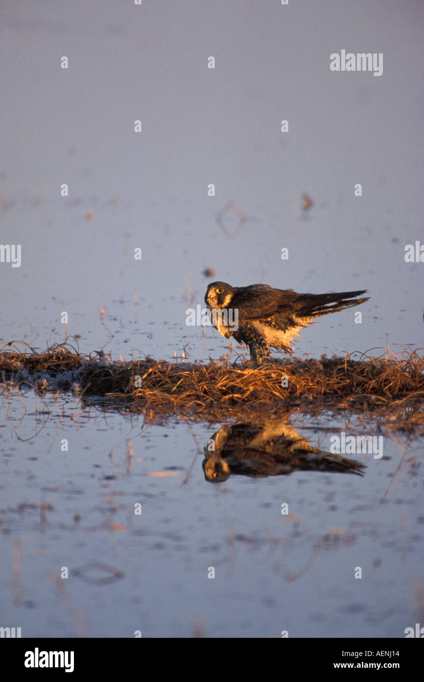 peregrine falcon Falco pereginus 1002 coastal plain of the Arctic ...