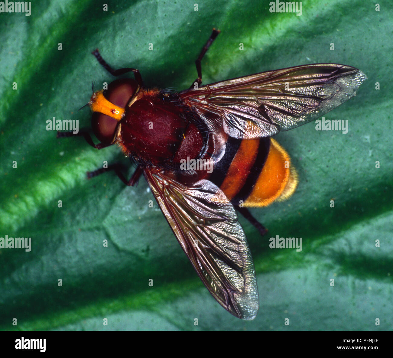 Wasp grub larva hi-res stock photography and images - Alamy