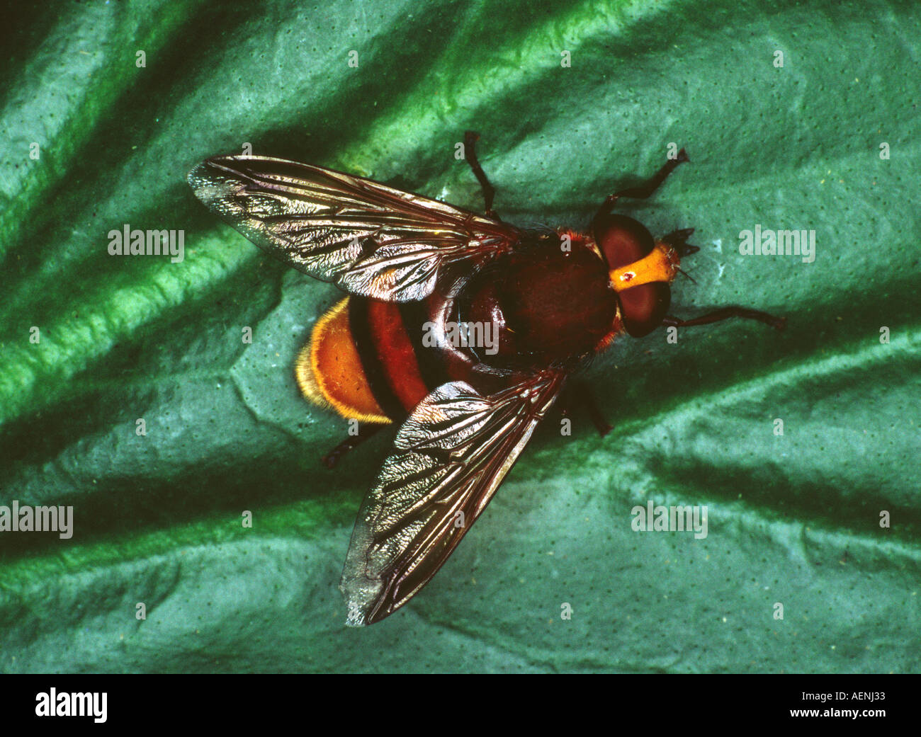 Hoverfly larva uk hi-res stock photography and images - Alamy