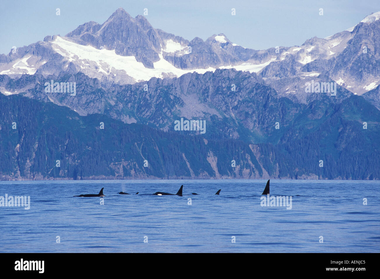 killer whale Orcinus orca pod in Kenai Fjords National Park Chiswell ...