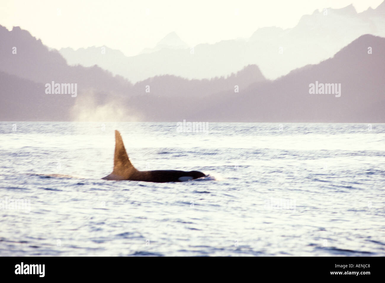 killer whale Orcinus orca in Kenai Fjords National Park Chiswell ...