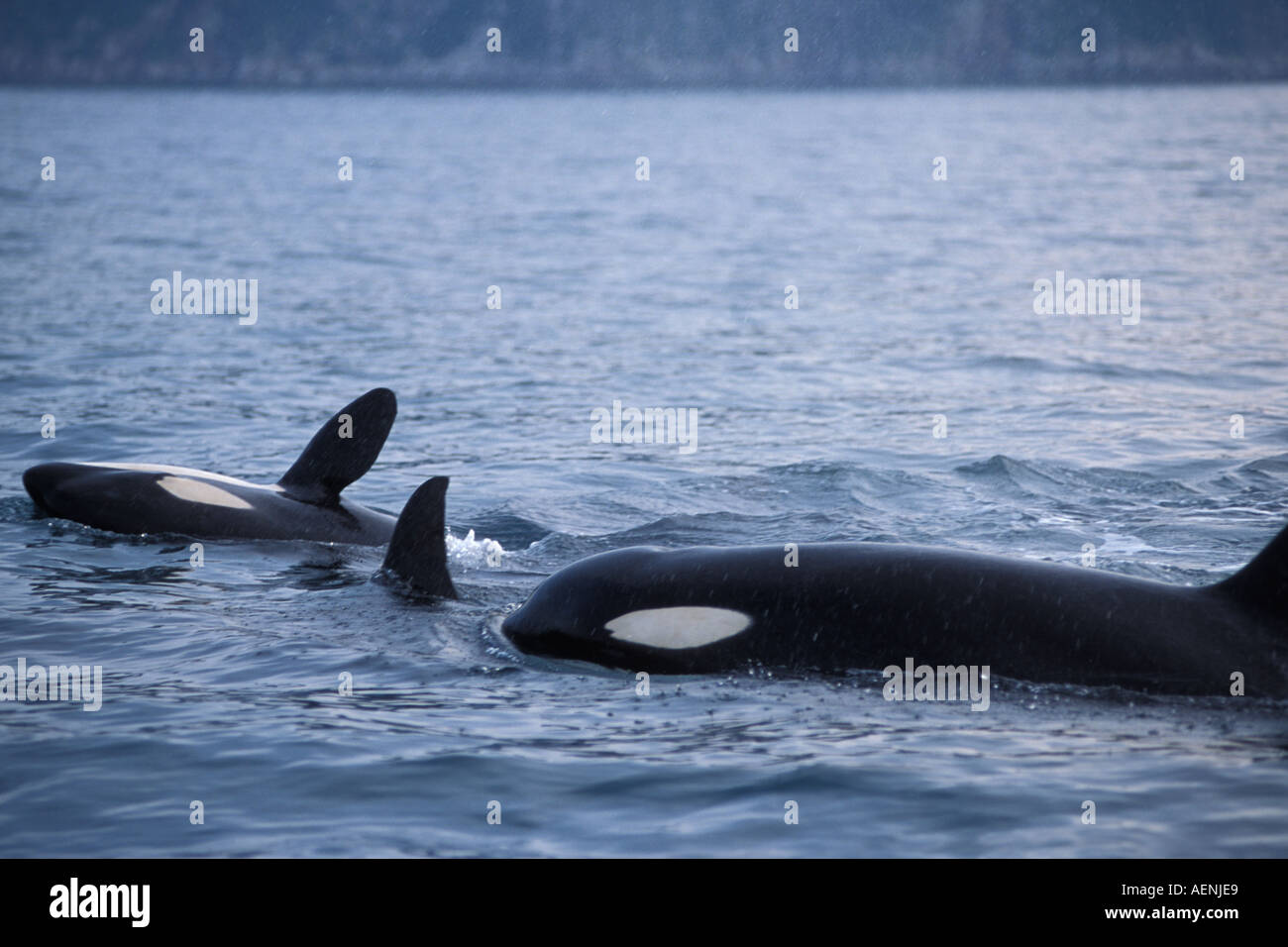 killer whale Orcinus orca pod in Kenai Fjords National Park Chiswell ...