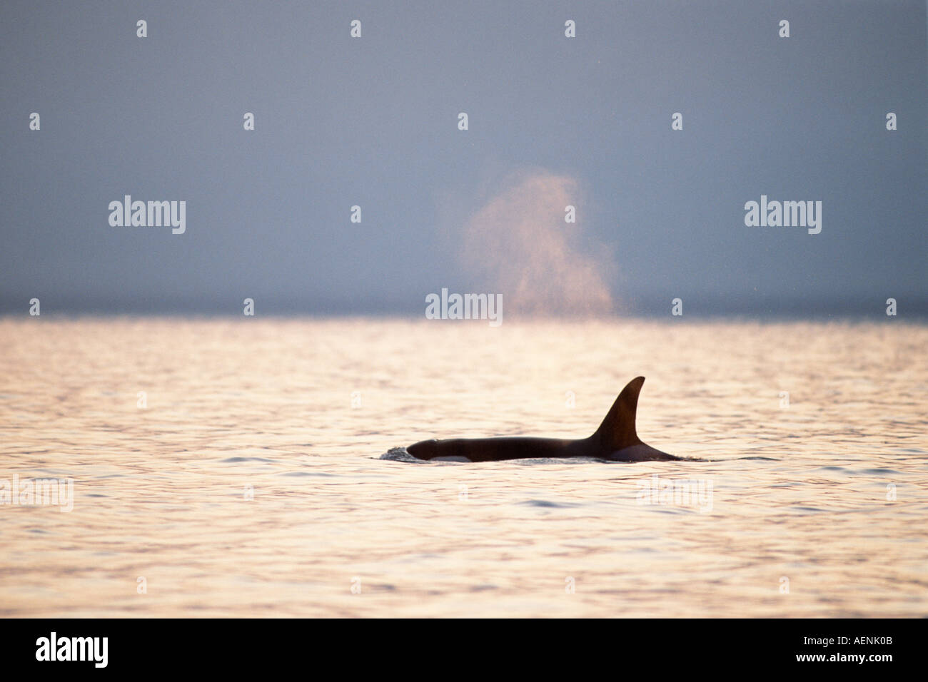 killer whale Orcinus orca in Kenai Fjords National Park Chiswell ...