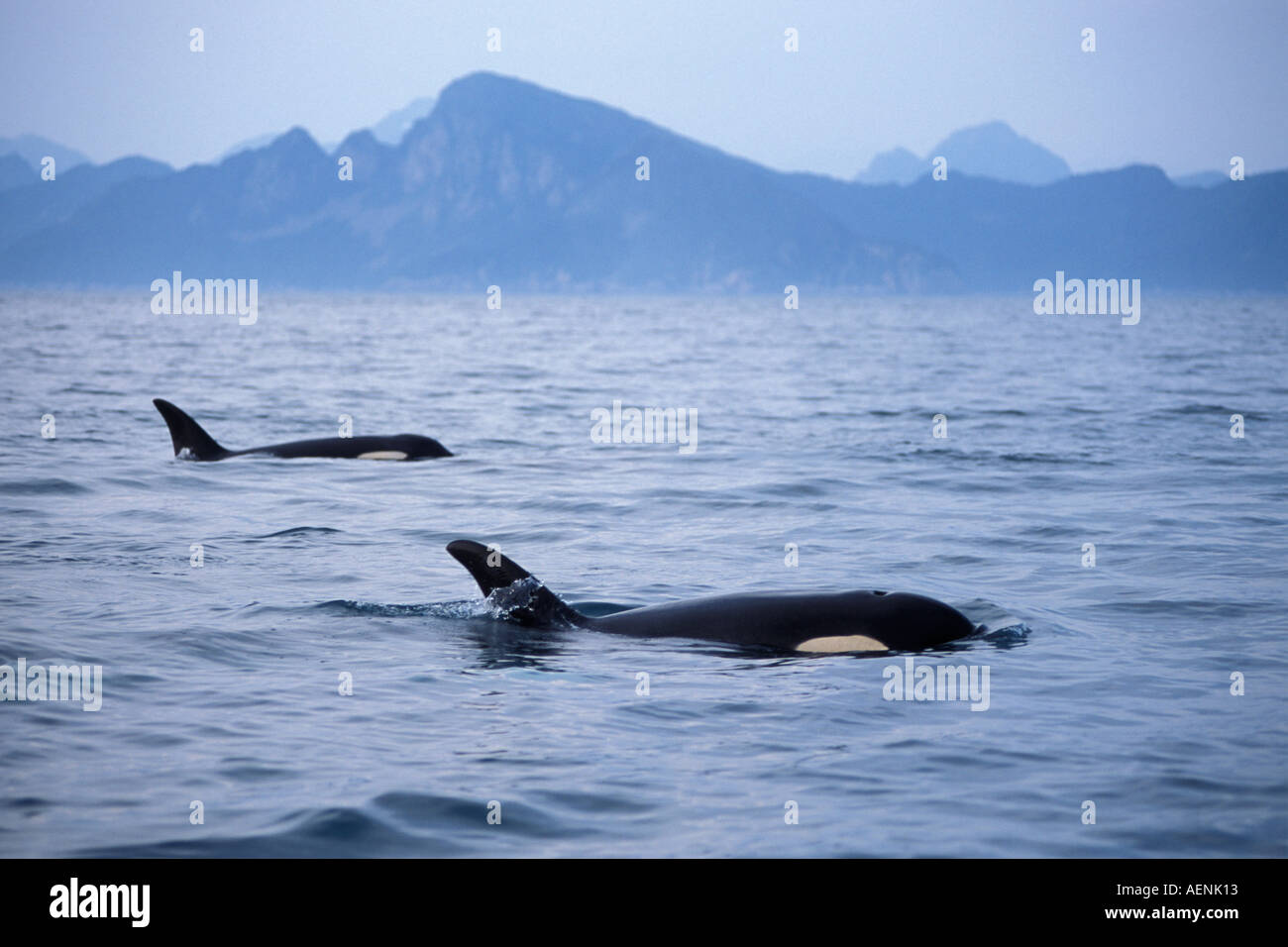 killer whale Orcinus orca pod in Kenai Fjords National Park Chiswell ...