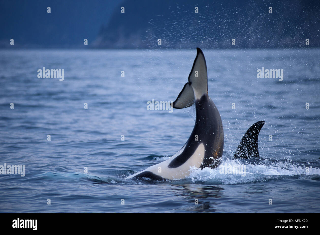 killer whale Orcinus orca pod in Kenai Fjords National Park Chiswell ...
