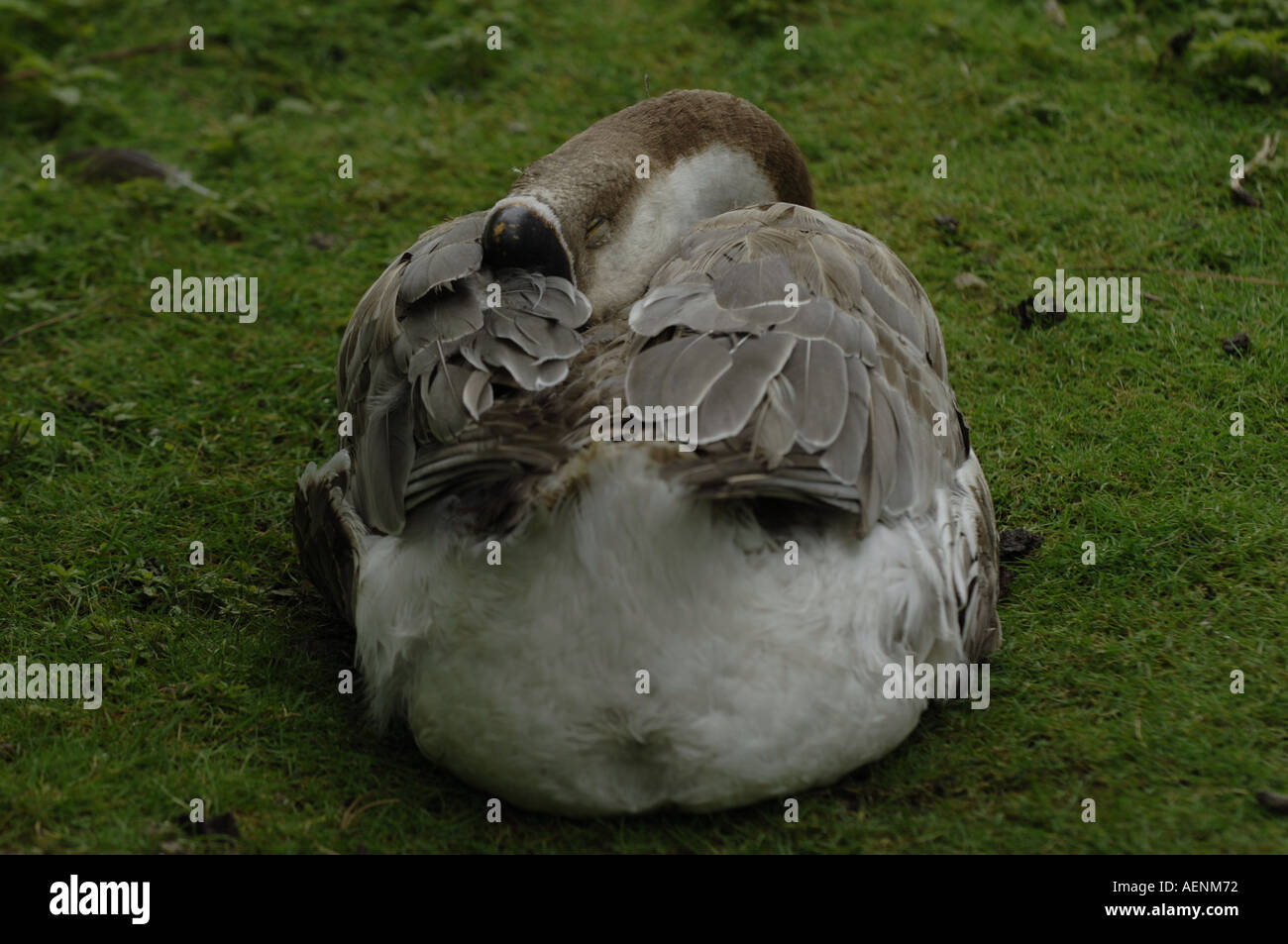 goose sleeping animal wildfowl nature sleepy sleeping rest resting lazy ...