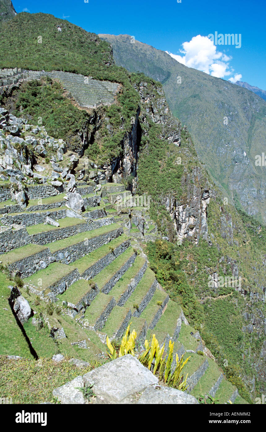 Terraces on the mountainside, Machu Picchu, Peru Stock Photo - Alamy