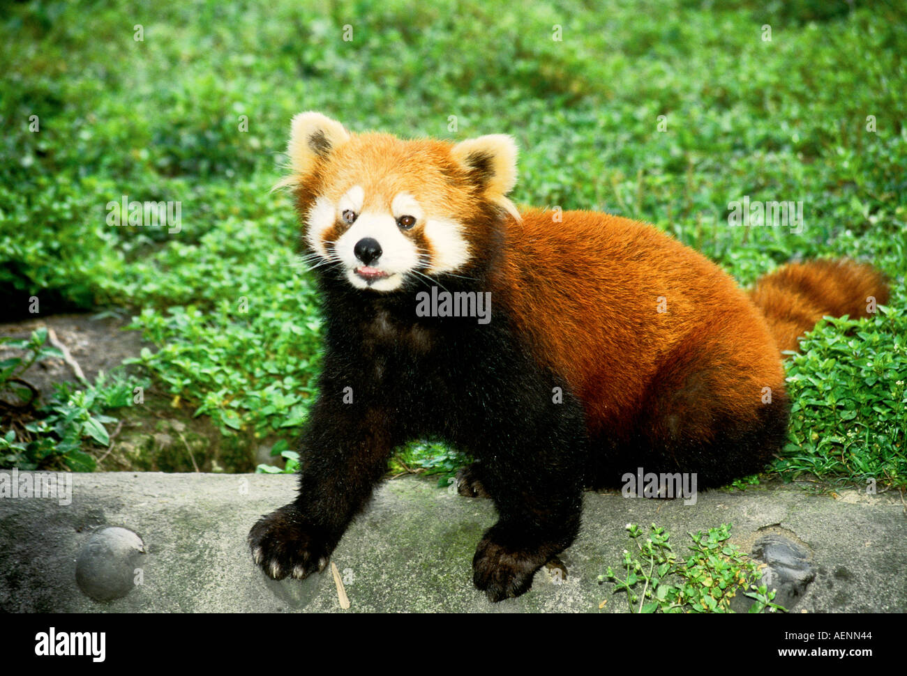 Chengdu Sichuan China Lesser panda in the Chengdu zoo Stock Photo - Alamy