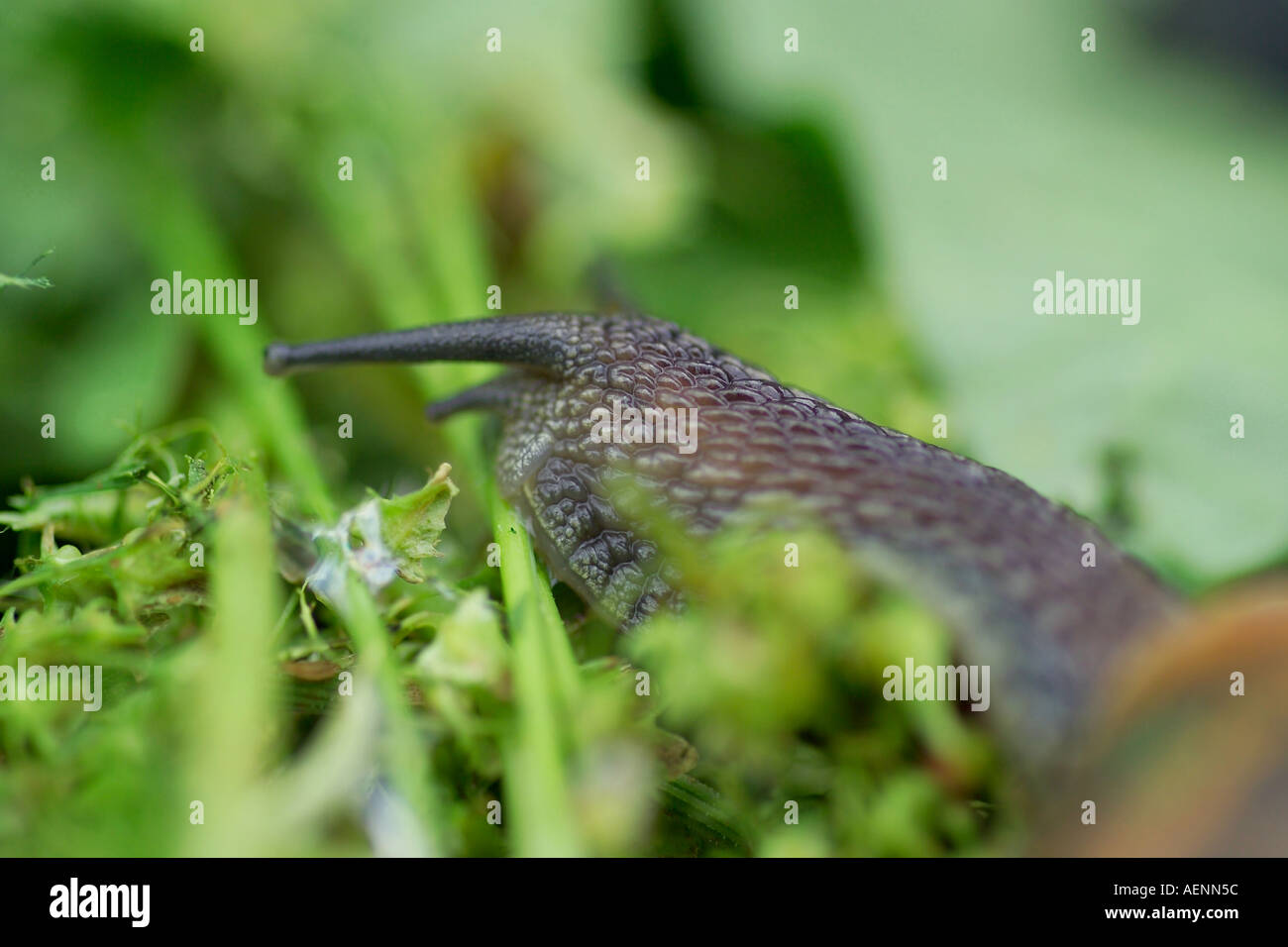 Snales High Resolution Stock Photography and Images - Alamy