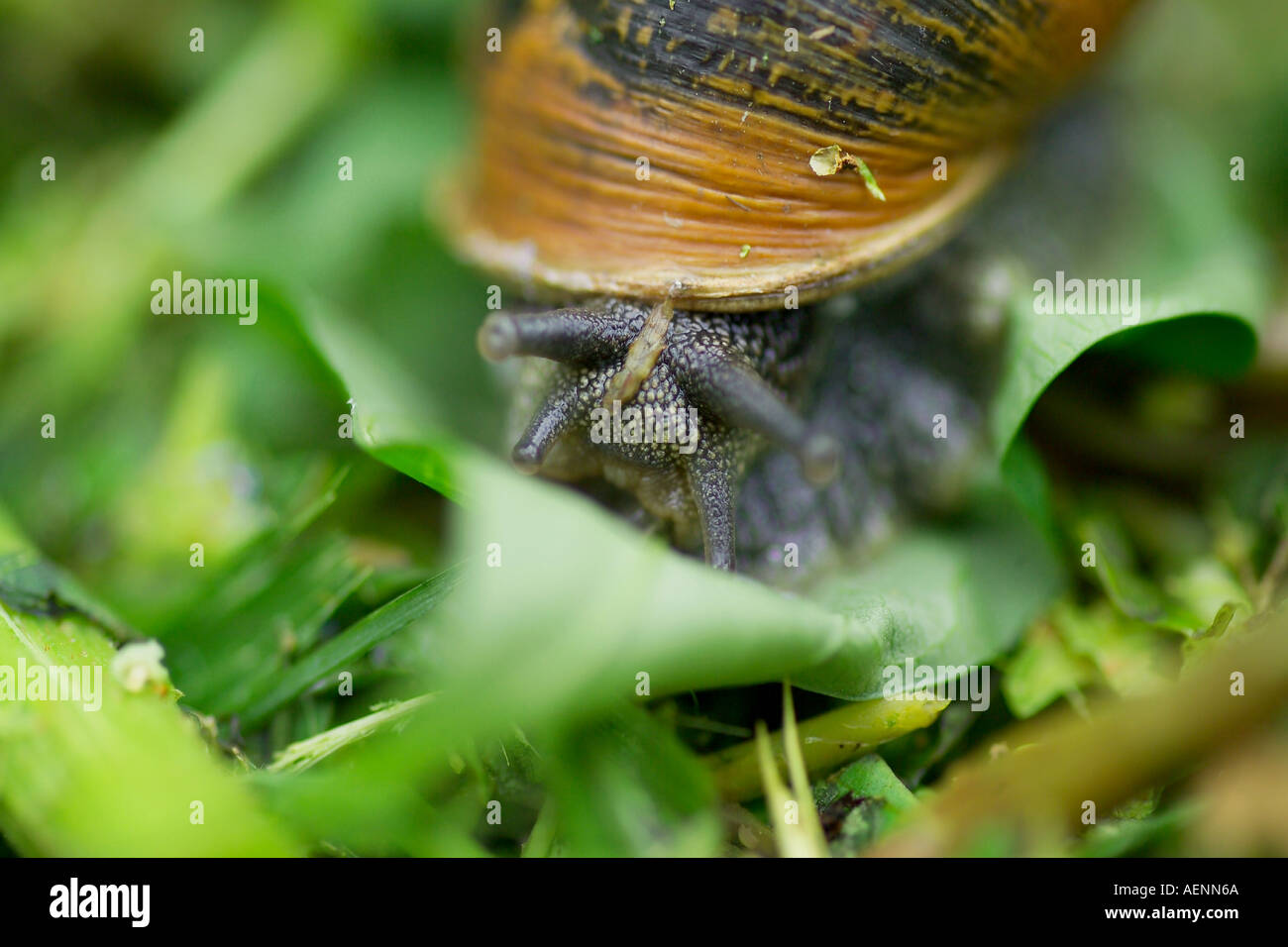 Snales High Resolution Stock Photography and Images - Alamy