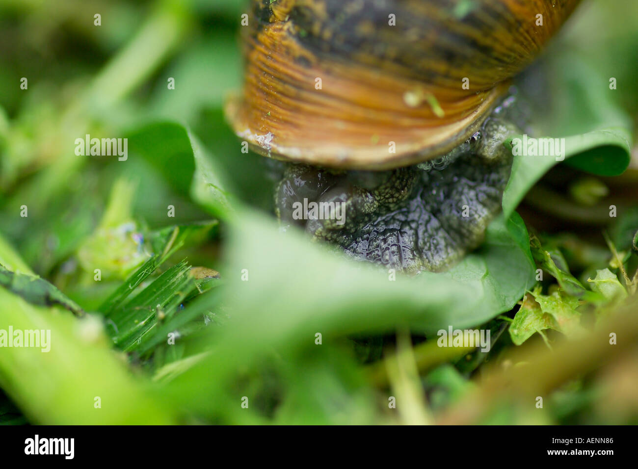Snales hi-res stock photography and images - Alamy