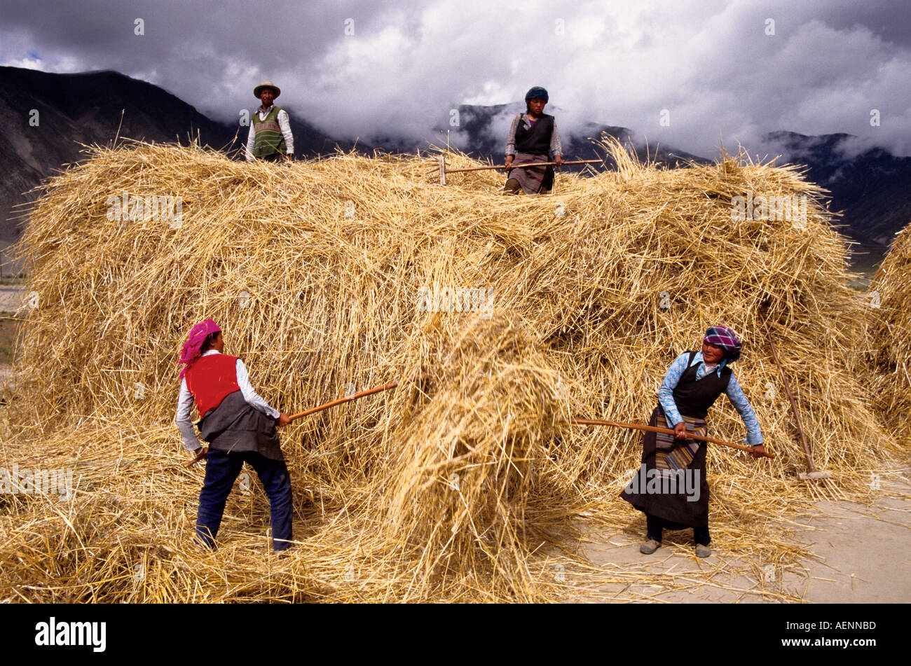 Lhasa Valley Tibet China Farm women pitching straw during autumn barley ...
