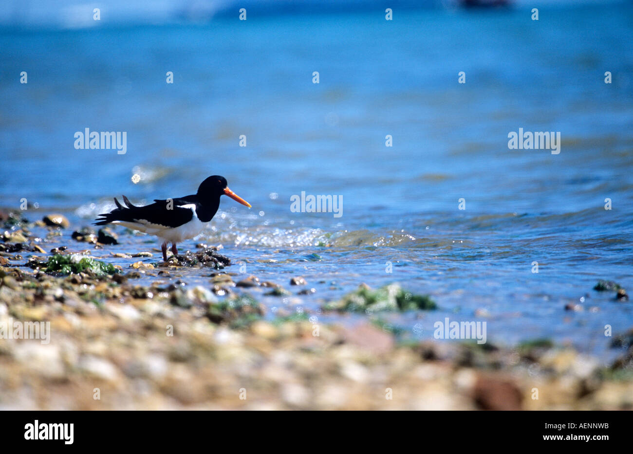 Oystercatcher on beach Stock Photo - Alamy