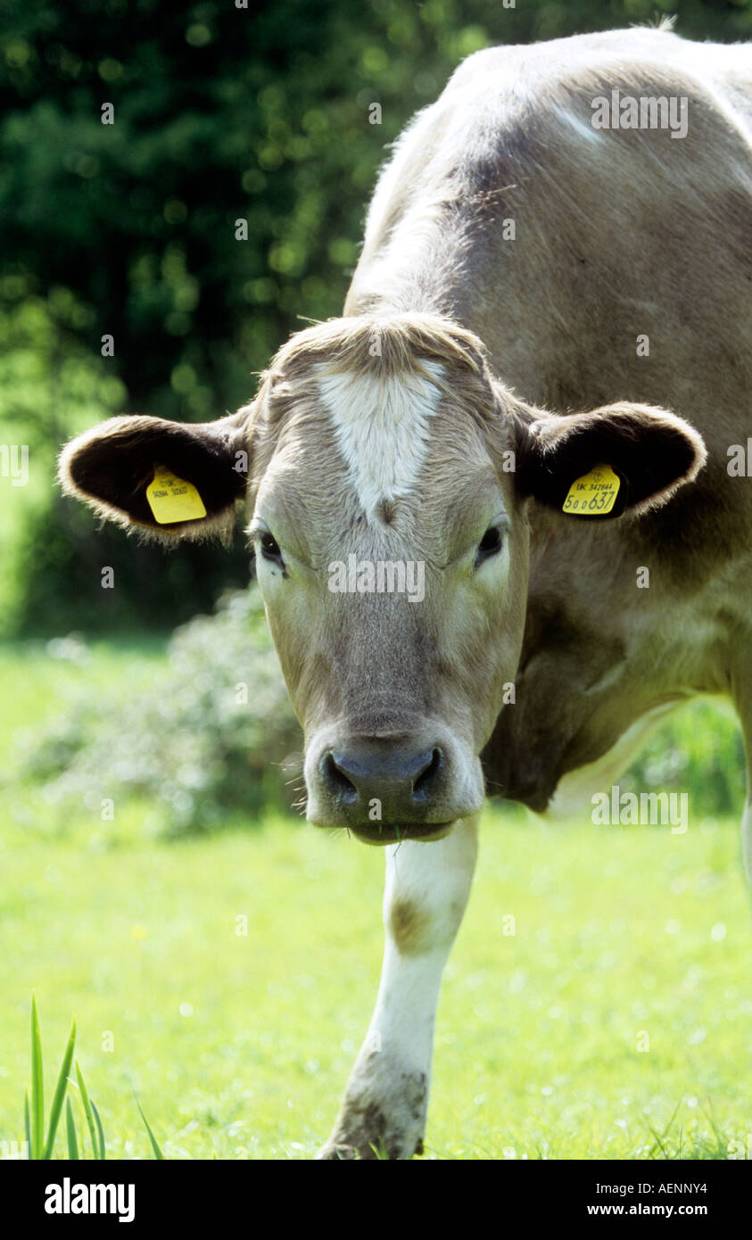 Cow eating cud hi-res stock photography and images - Alamy