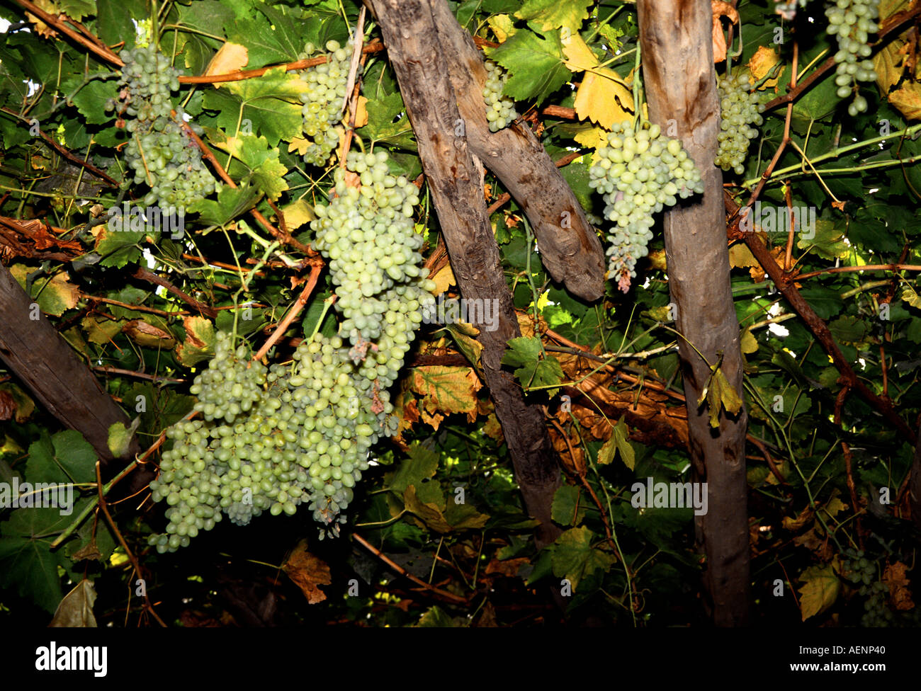 Turpan Xinjiang China grapes hanging from an arbor Stock Photo - Alamy