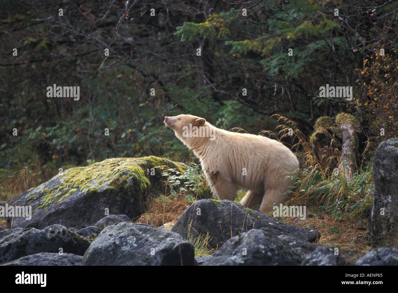 spirit bear kermode black bear Ursus americanus sow scenting the air ...