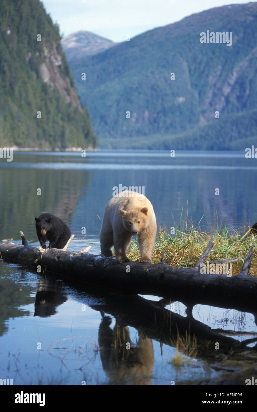 spirit bear kermode black bear Ursus americanus sow with cub walking on ...