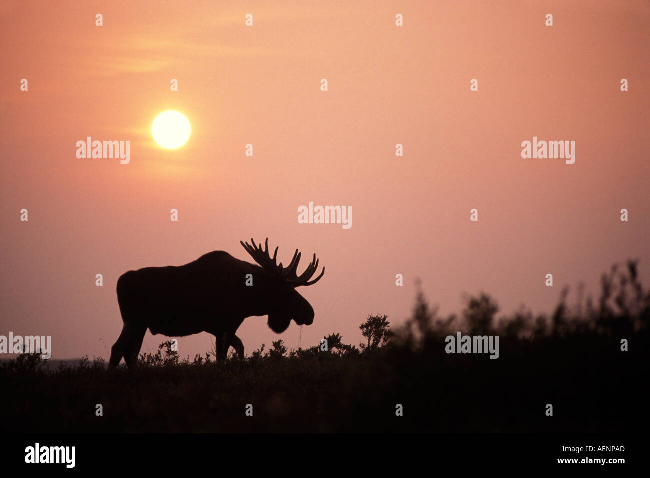 moose Alces alces bull with large antlers silhouetted from sunset and ...