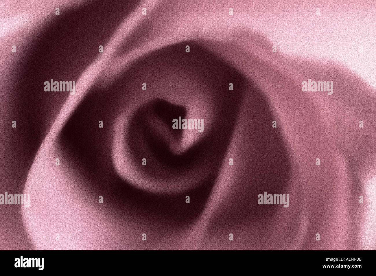 Rose Flower Center Stock Photo - Alamy