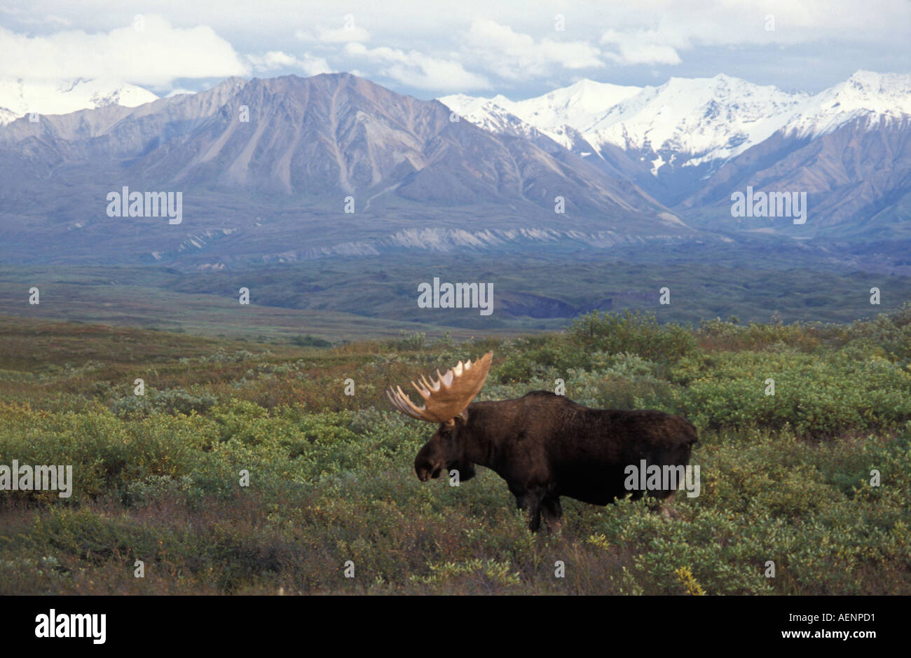 Alaskan bull moose profile hi-res stock photography and images - Alamy