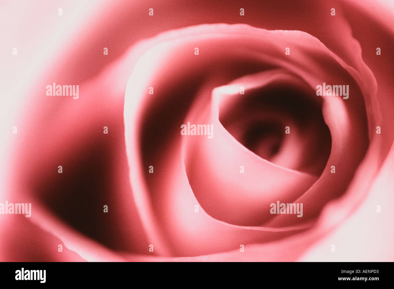 Rose Flower Center Stock Photo - Alamy