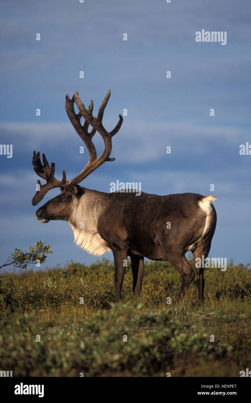 caribou in velvet Rangifer tarandus bull in Denali National Park ...